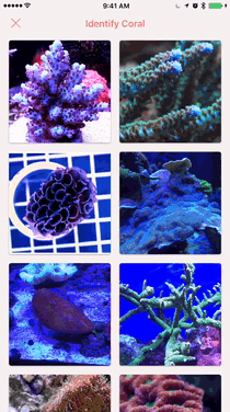 Atoll - Coral Identification App by Frozen Fire Studios, Inc.