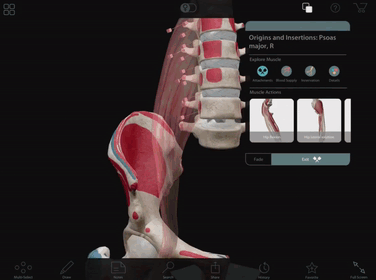 Muscles & Kinesiology by Visible Body